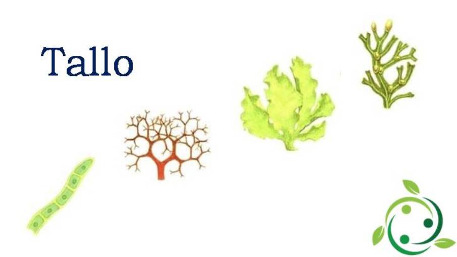 Talo: definición, diferenciación, morfología, funcionalidad...