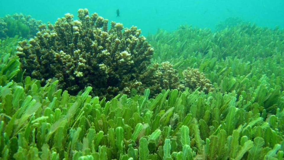 Thallophytes: definition, structure, classification, organization ...