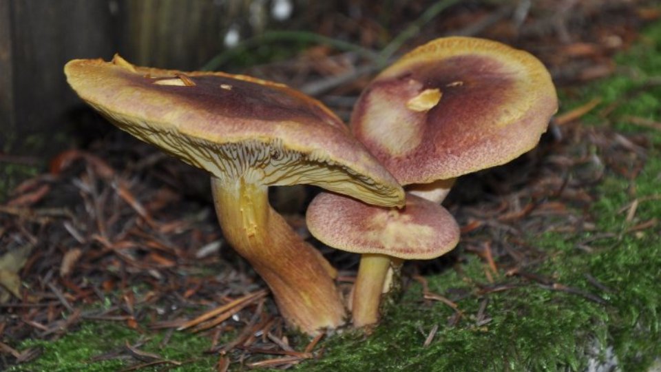 Tricholomopsis rutilans: Sistematica, Habitat, Riconoscimento