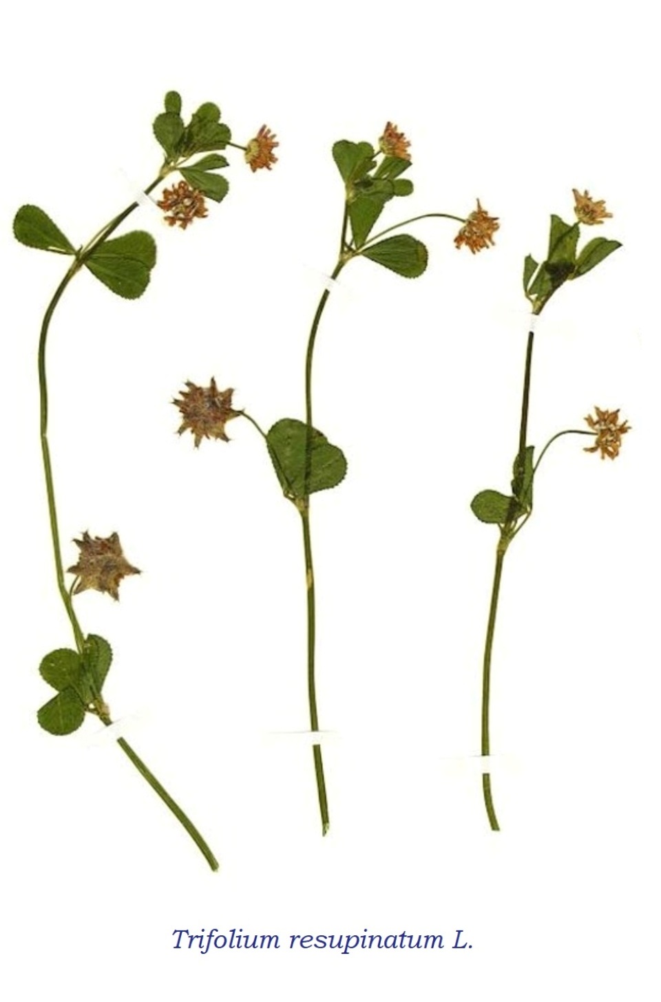 Trifolium resupinatum: Systematics, Habitat, Cultivation ...