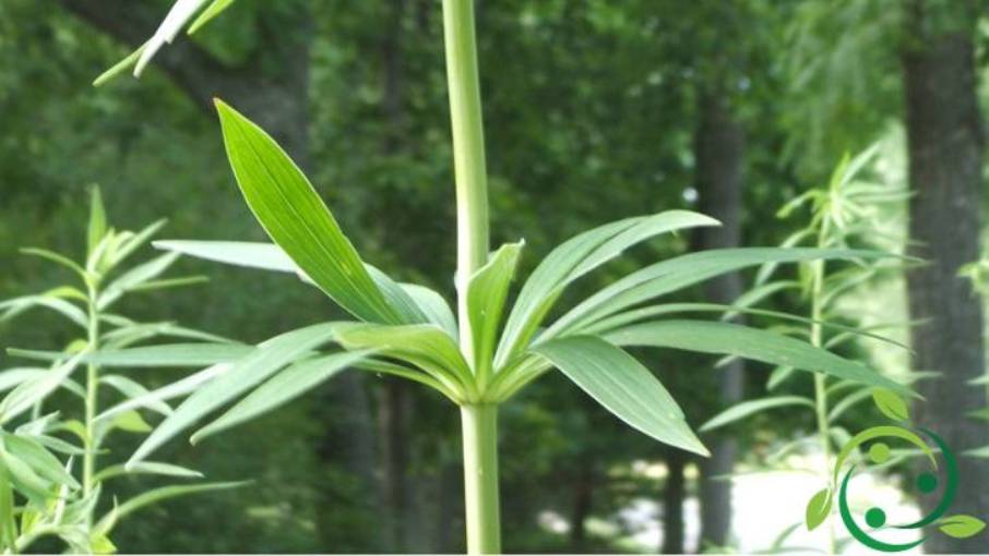Verticillium: definition, morphology, characteristics, functions ...