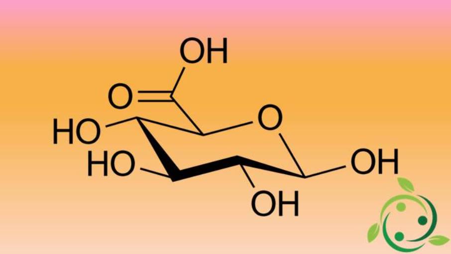 Acido glucuronico: formula chimica, biosintesi, funzione metabolica Acido glucuronico: formula chimica, biosintesi, funzione metabolica