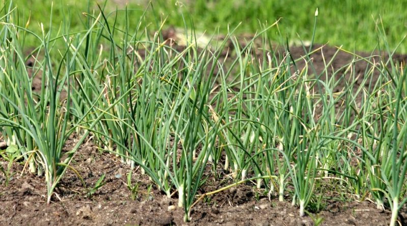 Allium sativum: Sistemática, Etimología, Hábitat, Cultivo...