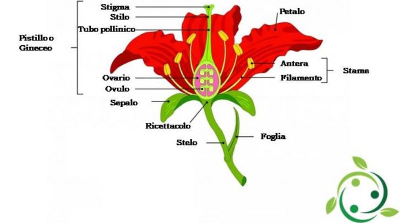 Definition and function of the Androcheus Archivi - Un Mondo Ecosostenibile