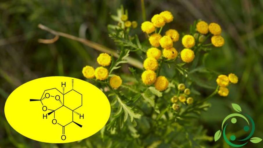 Artemisinin: Occurrence in Nature, Antimalarial Properties, Uses ...