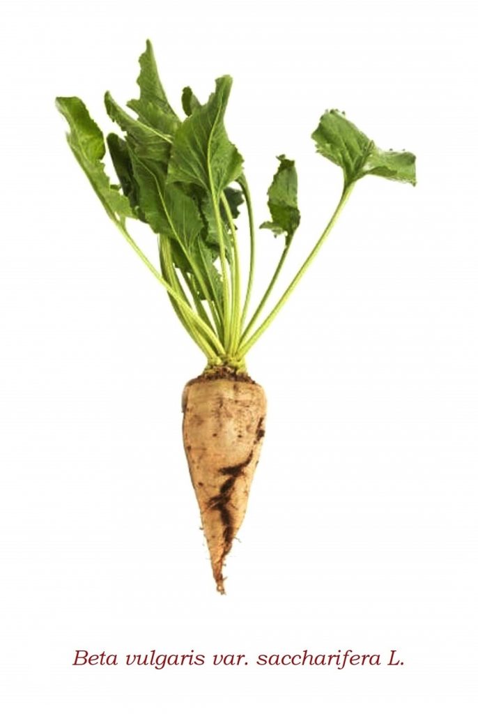 Beta vulgaris var. saccharifera: Sistemática, Cultivo...