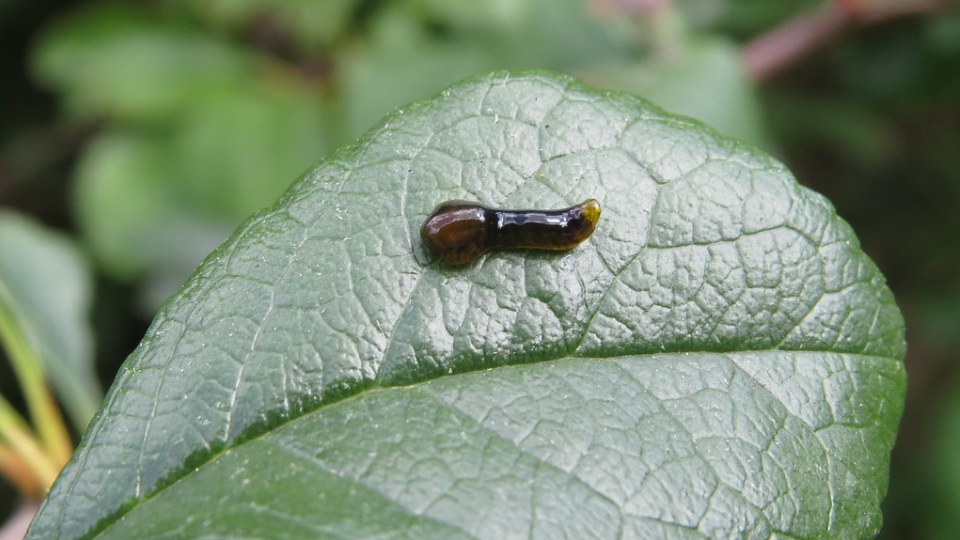 Caliroa limacina: Sistemática, Hábitat, Ciclo de vida, Lucha,