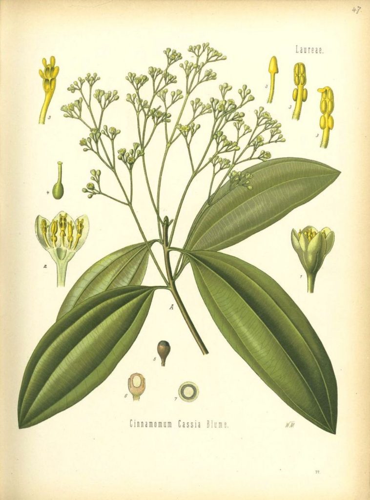 Cinnamomum cassia: Systematics, Etymology, Habitat, Cultivation