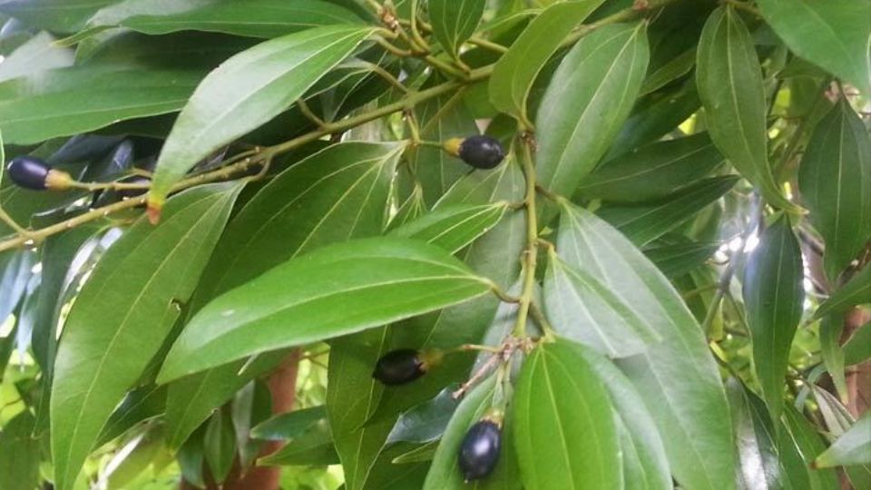 Cinnamomum cassia: Sistematica, Etimologia, Habitat, Coltivazione