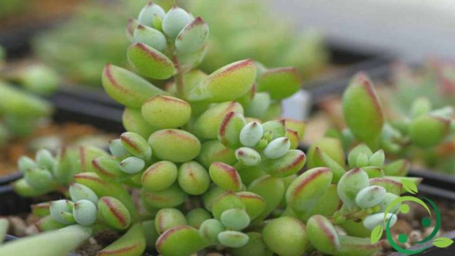 How to grow Cotyledons: substrate, watering, fertilizing ...