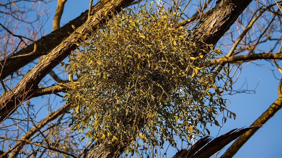 Epiphytes: definition, ecology, habitat, morphology, adaptations ...