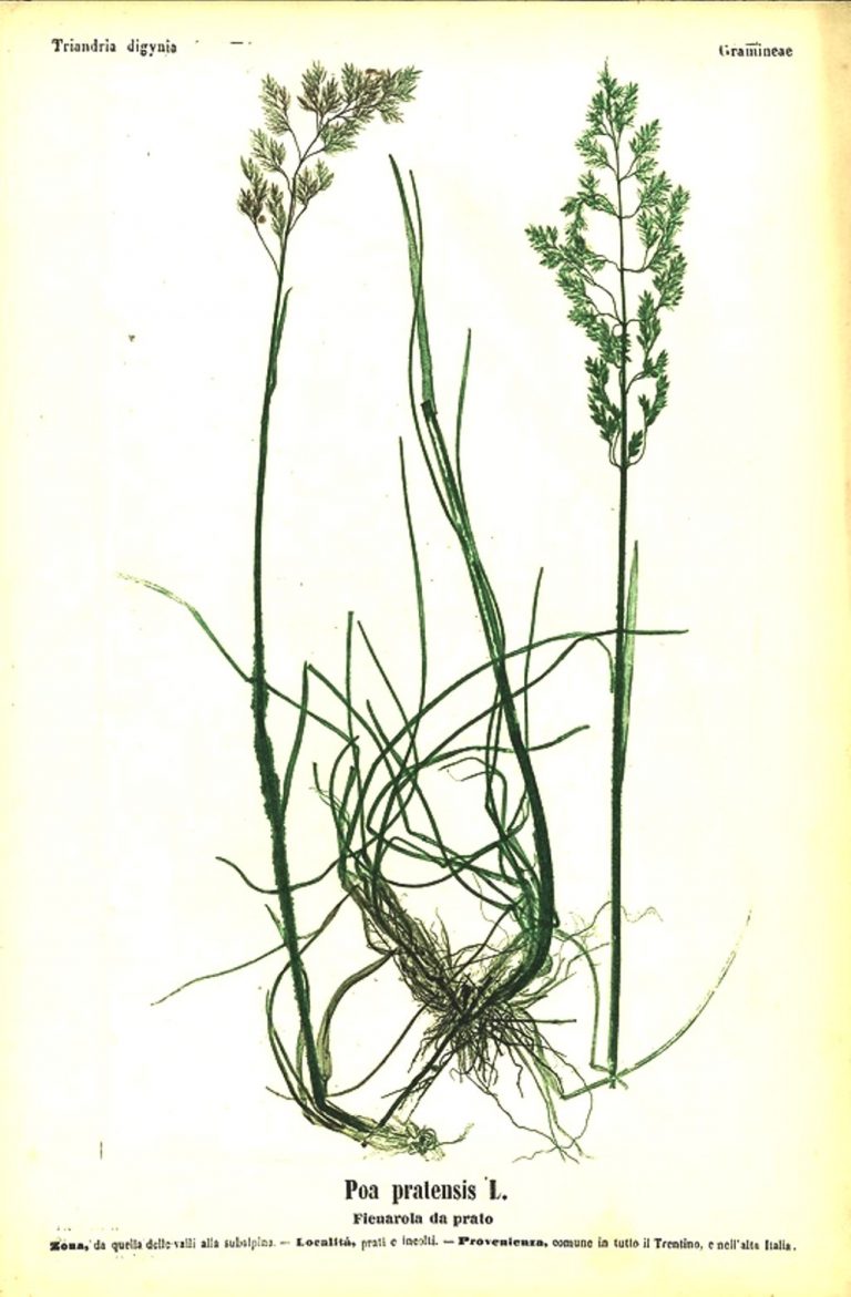 Poa pratensis: Systematics, Etymology, Habitat, Cultivation ...