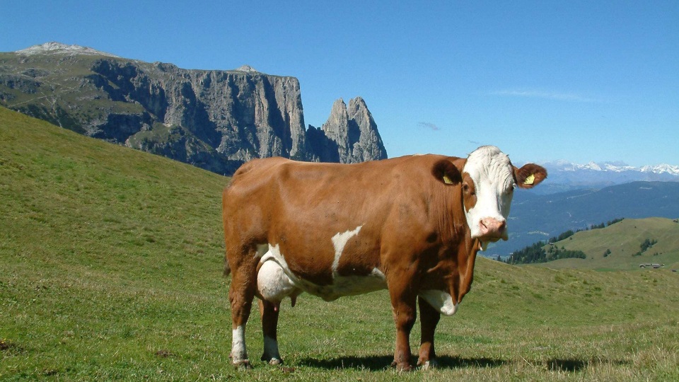 Italian Red Pied: Systematics, Range, Production Aptitude