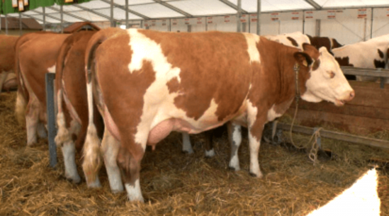 French Simmental: Systematics, Area, Productive attitude