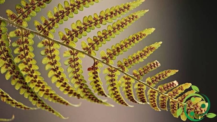 Spore: definition, function, differentiations, presence in living things