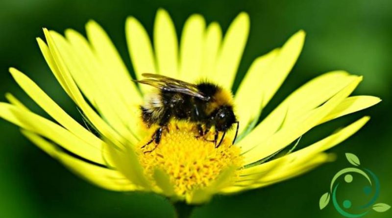 Xenogamy: definition, characteristics, pollination ...