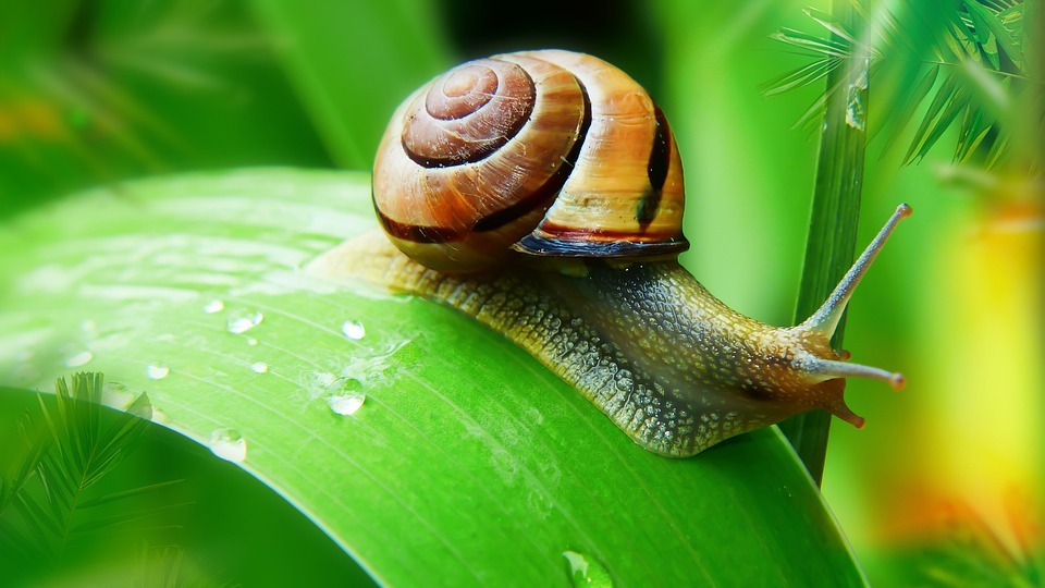 Biotic: Definition, Meaning, Ecology, Characteristics ...