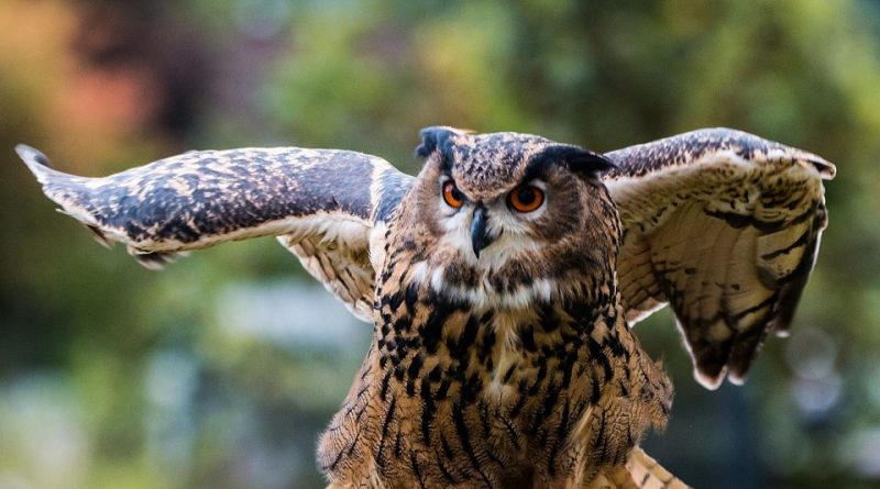Bubo bubo: Systematics, Habitat, Biology, Ecological Role ...