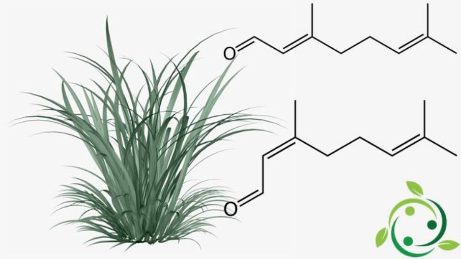 Citral: chemical formula, properties, uses, occurrence in nature