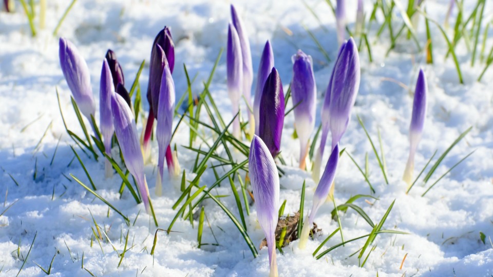 Geophytes: definition, meaning, categories, differentiations ...