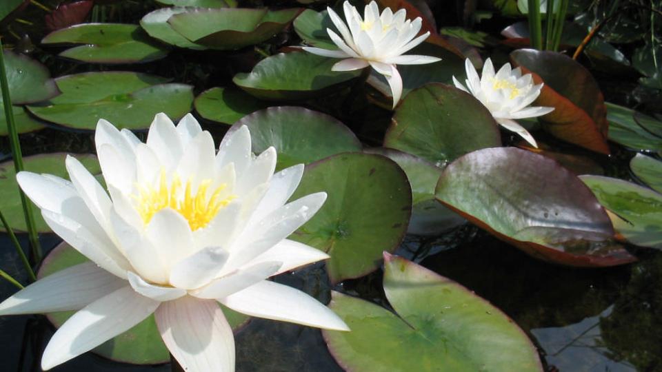 Hydrophytes: definition, meaning, physiological adaptations ...