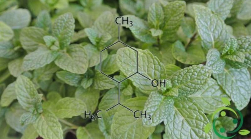 Mentol: fórmula, presencia en la naturaleza, propiedades...