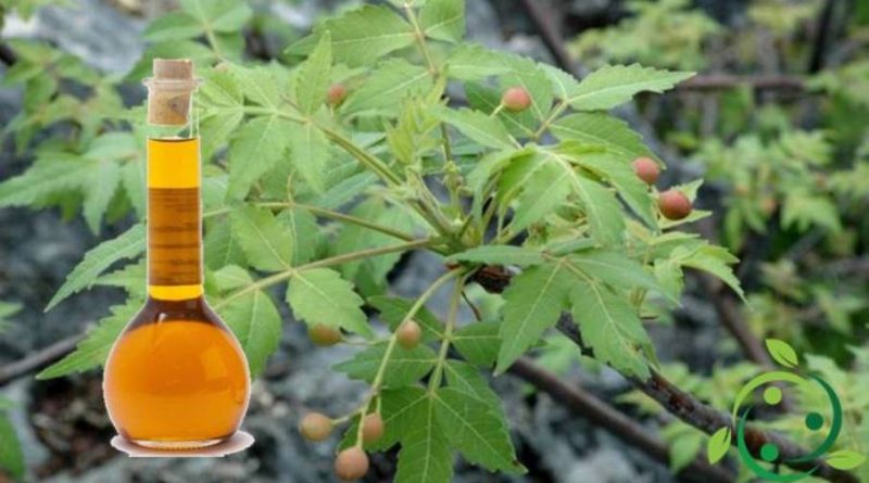 Linaloe essential oil: properties, uses, contraindications ...