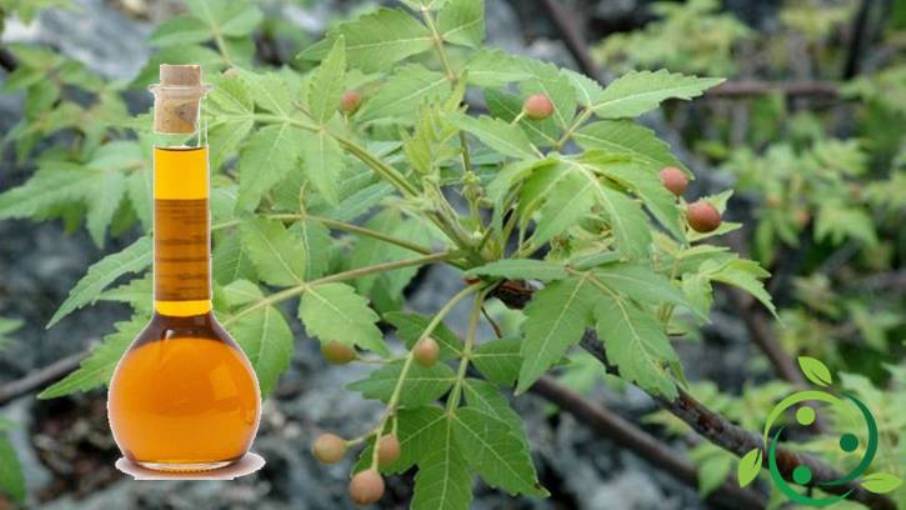 Linaloe essential oil: properties, uses, contraindications ...