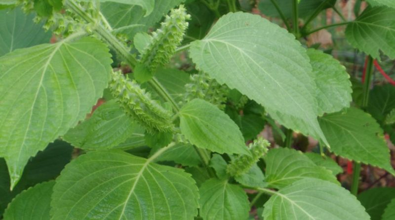 Propiedades y cultivo de Perilla frutescens Archivi - Un Mondo ...