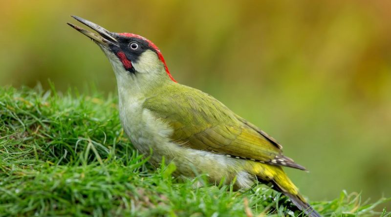 Picus viridis: systematics, habitat, biology, ecological role ...