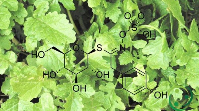 Sinalbina: presenza nelle piante, formula chimica, proprietà ...