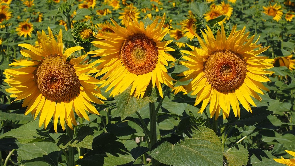 Therophytes: definition, meaning, characteristics, adaptations ...