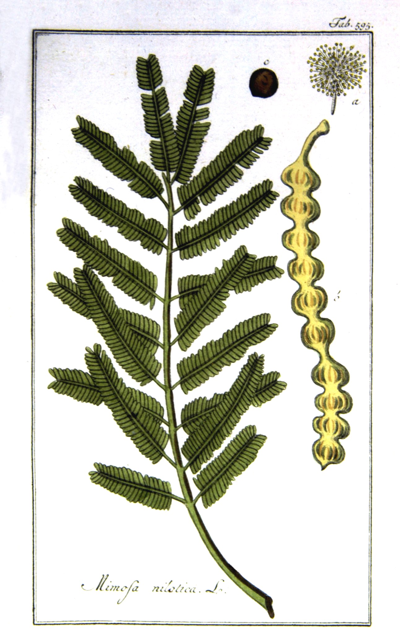 Acacia nilotica: Sistematica, Etimologia, Habitat, Coltivazione ...