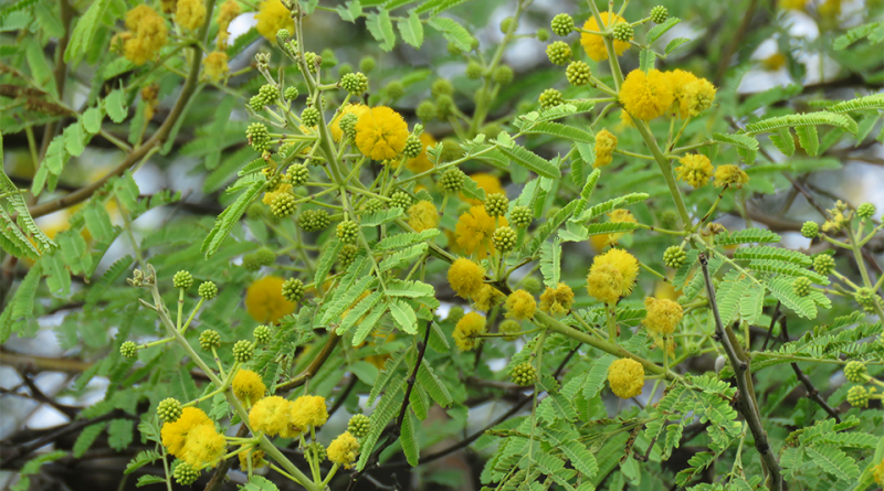 Acacia nilotica: Systematics, Etymology, Habitat, Cultivation ...