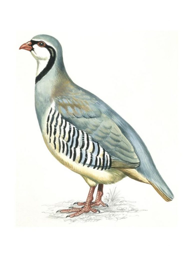 Alectoris graeca: Systematics, Habitat, Biology, Ecological Role