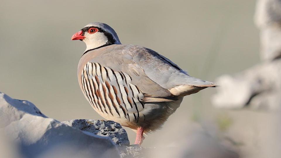 Alectoris graeca: Sistemática, Hábitat, Biología, Rol Ecológico