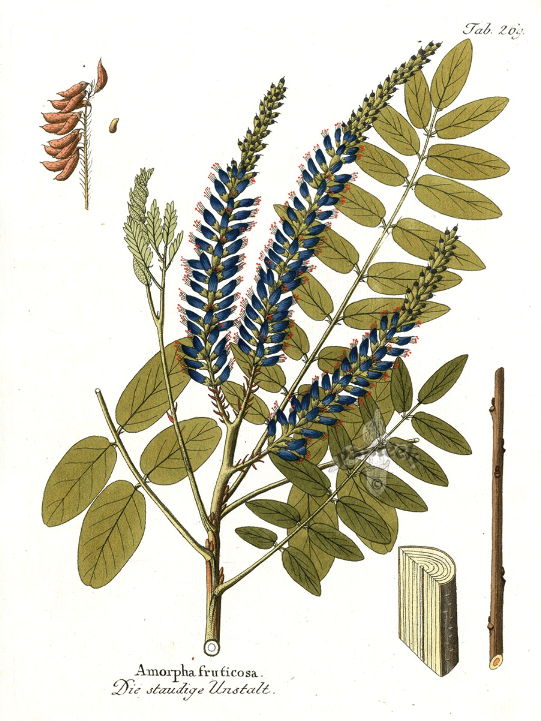 Amorpha fruticosa: Sistematica, Etimologia, Habitat, Coltivazione