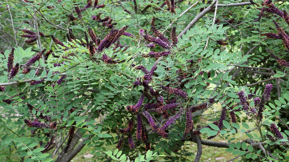 Amorpha fruticosa: Systematics, Etymology, Habitat, Cultivation