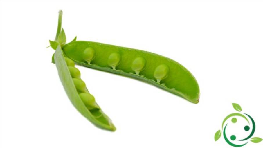 Pod: meaning, definition, morphology, composition ...