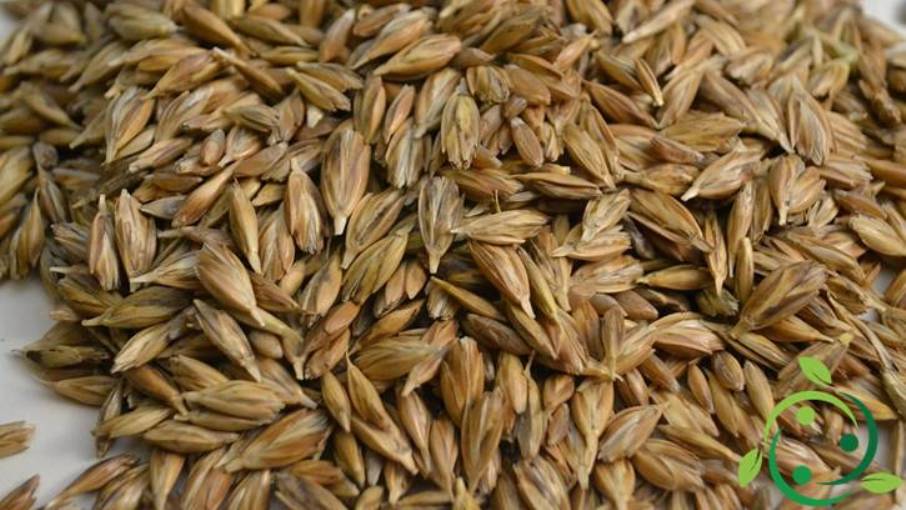 Cariopside: definición, significado, composición, morfología...