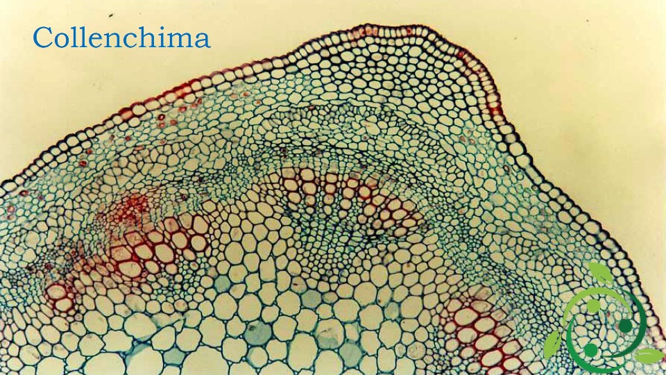 Collenchyma: Definition, Meaning, Function, Morphology ...