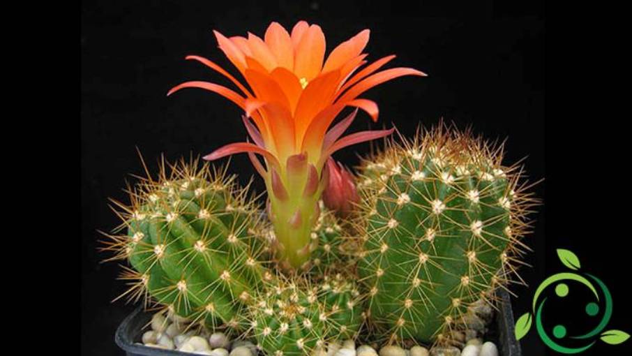 How to grow Lobivia: substrate, fertilization, multiplication