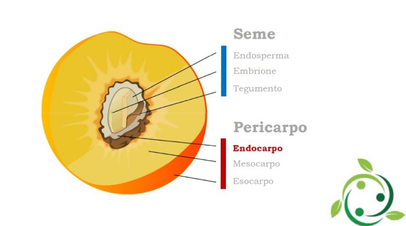 Endocarpo: definición, significado, morfología, características...