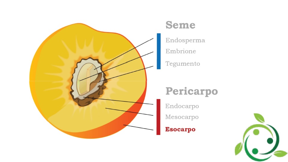 Exocarp: definition, meaning, morphology, functions ...