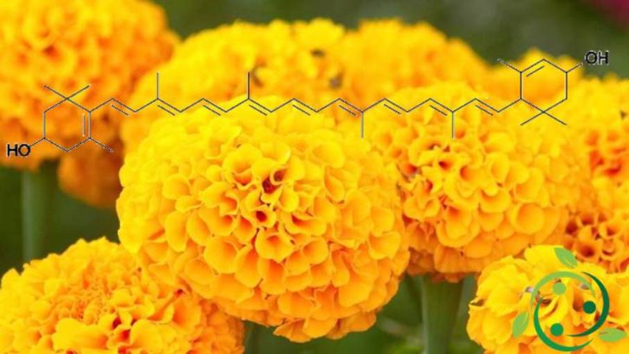 Lutein: chemical formula, properties, occurrence in nature ...