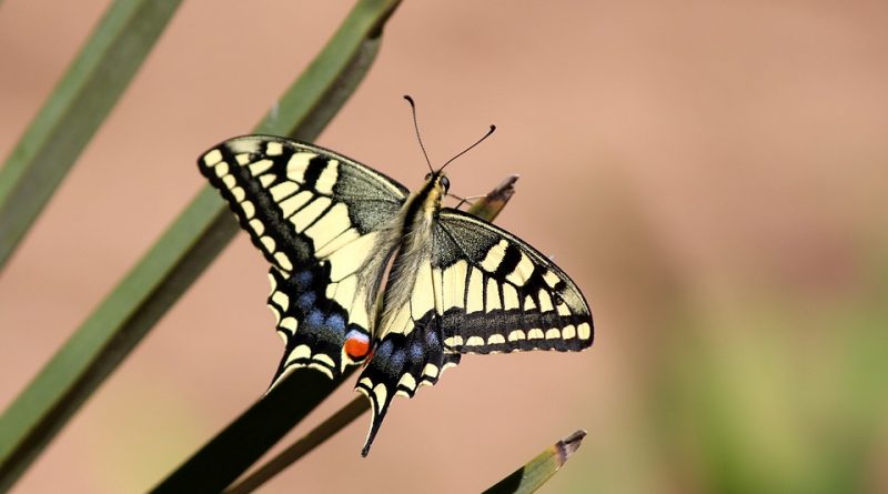 Dove vive la farfalla a coda di rondine Archivi - Un Mondo Ecosostenibile
