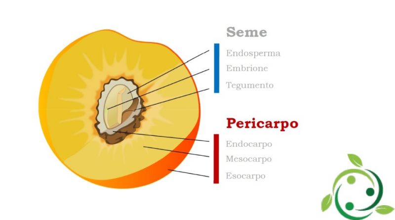 Pericarp: definition, meaning, morphology, differences ...