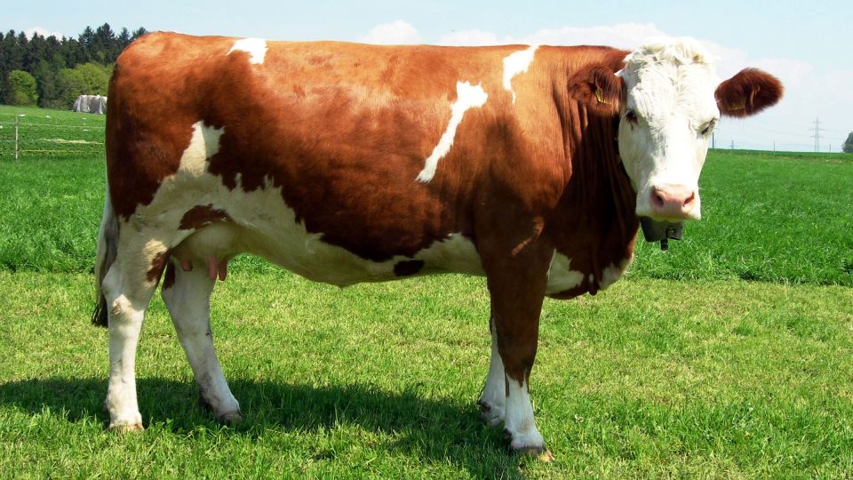 Simmental Switzerland: Systematics, Area, Production attitude ...