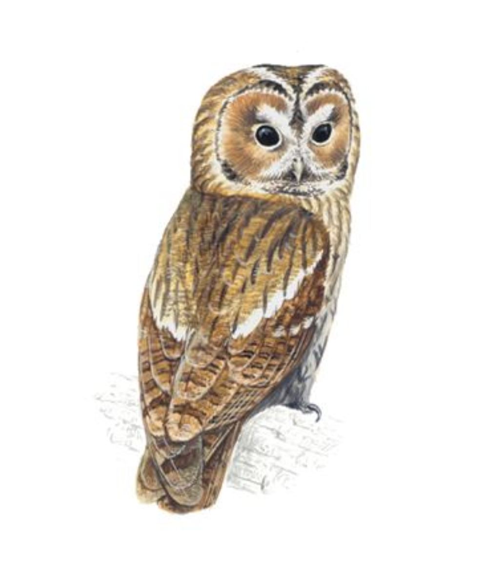 Strix aluco: Sistematica, Habitat, Biologia, Ruolo Ecologico ...