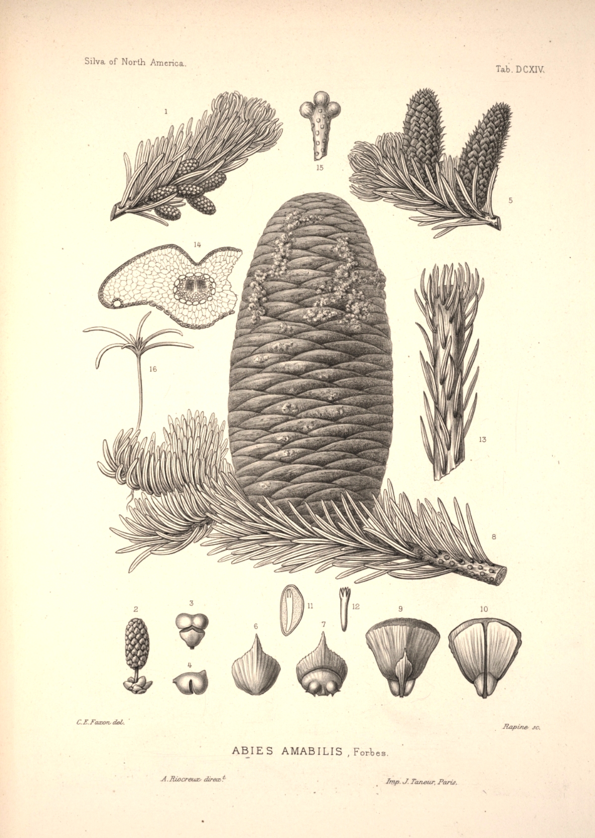 Abies amabilis: Systematics, Etymology, Habitat, Cultivation ...